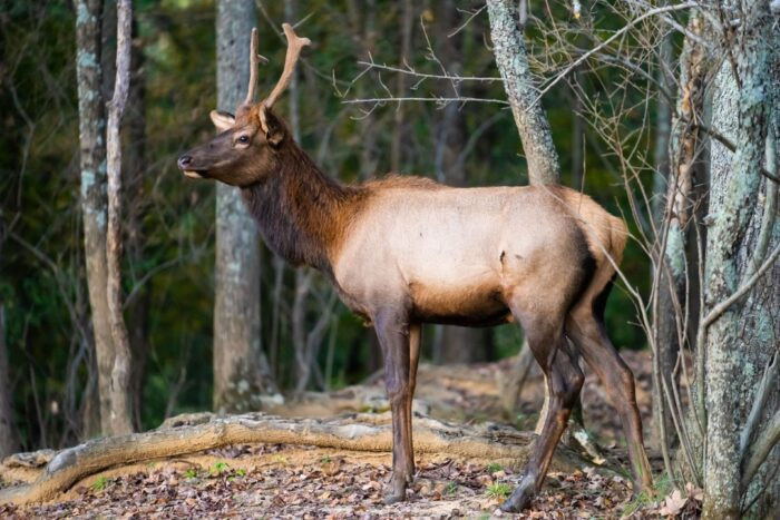 Traditional Fall Activities at Kentucky Lake - Visit Kentucky Lake