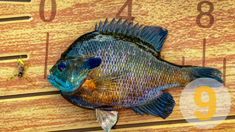 Fishing at Kentucky Lake - Visit Kentucky Lake