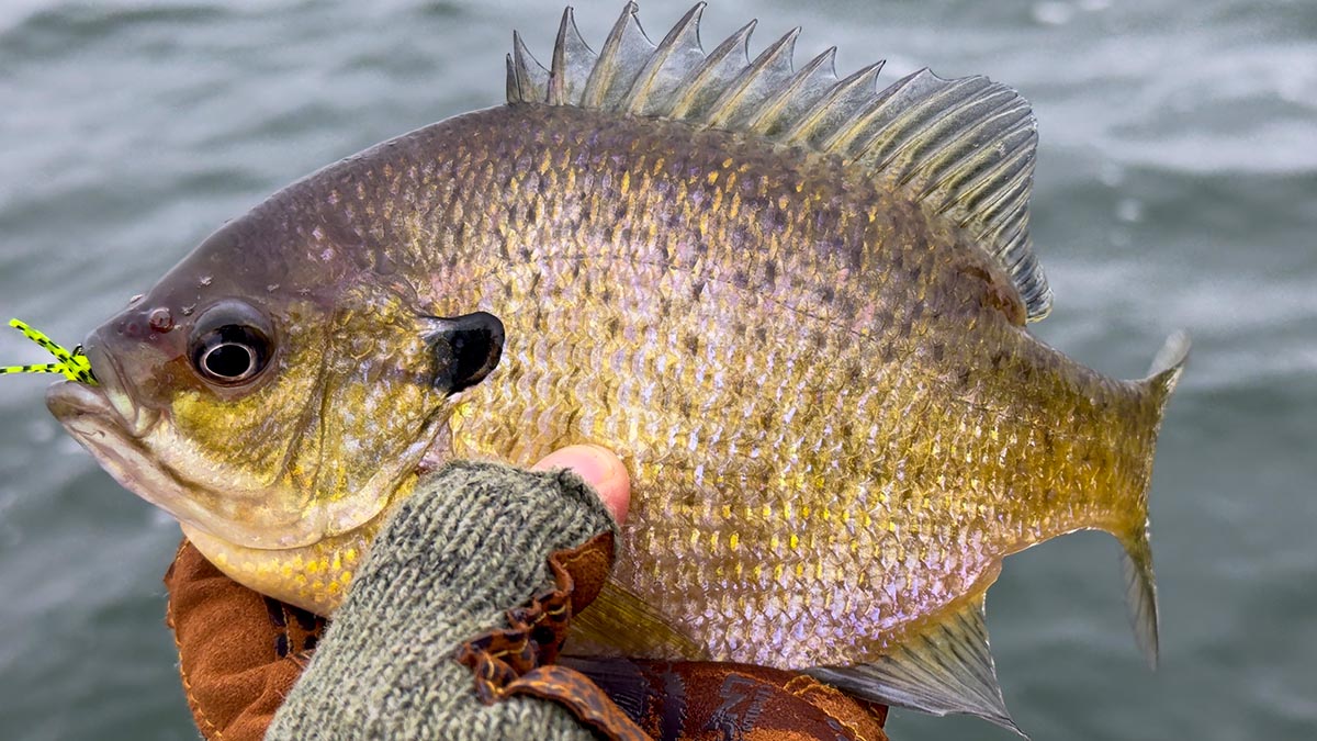 Winter Fishing on Kentucky & Barkley Lakes - Visit Kentucky Lake