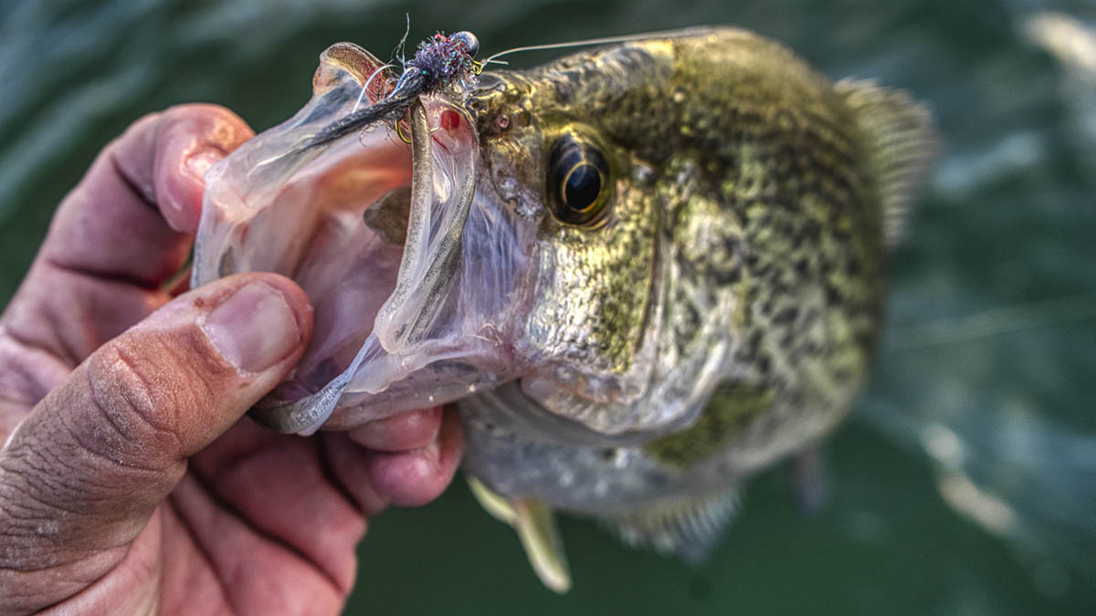 Crappie Fishing on Kentucky & Barkley Lakes - Visit Kentucky Lake