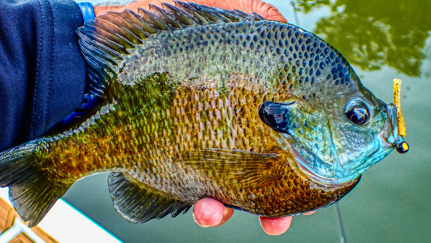 May Fishing on Kentucky & Barkley Lakes - Visit Kentucky Lake