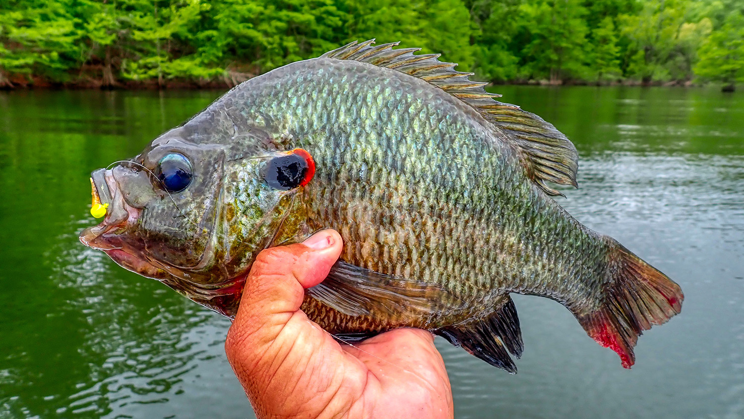 May Fishing on Kentucky & Barkley Lakes - Visit Kentucky Lake