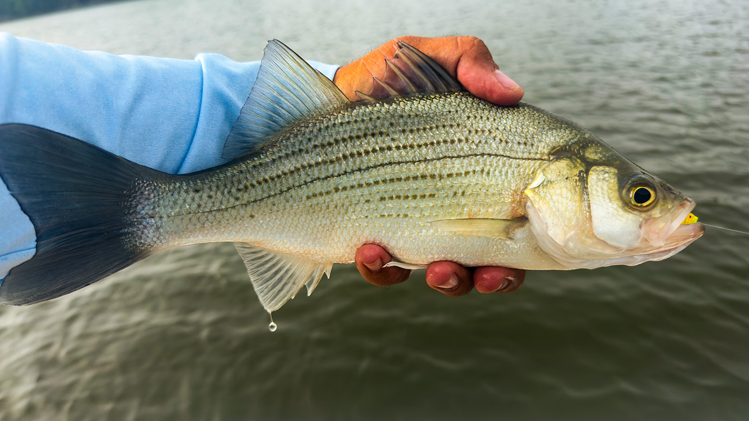 June Fishing on Kentucky & Barkley Lakes - Visit Kentucky Lake